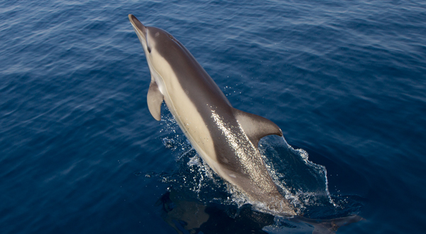 Dolphin Biology and Conservation: Common dolphins are becoming rare in ...