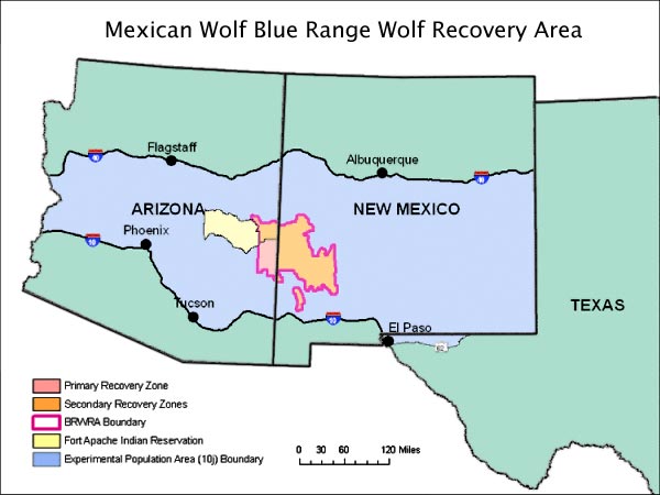 Mexican Wolf Blog by Lucas Bartell