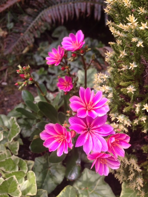 Shoreline Area News: Flowers: Lewisia in the back yard