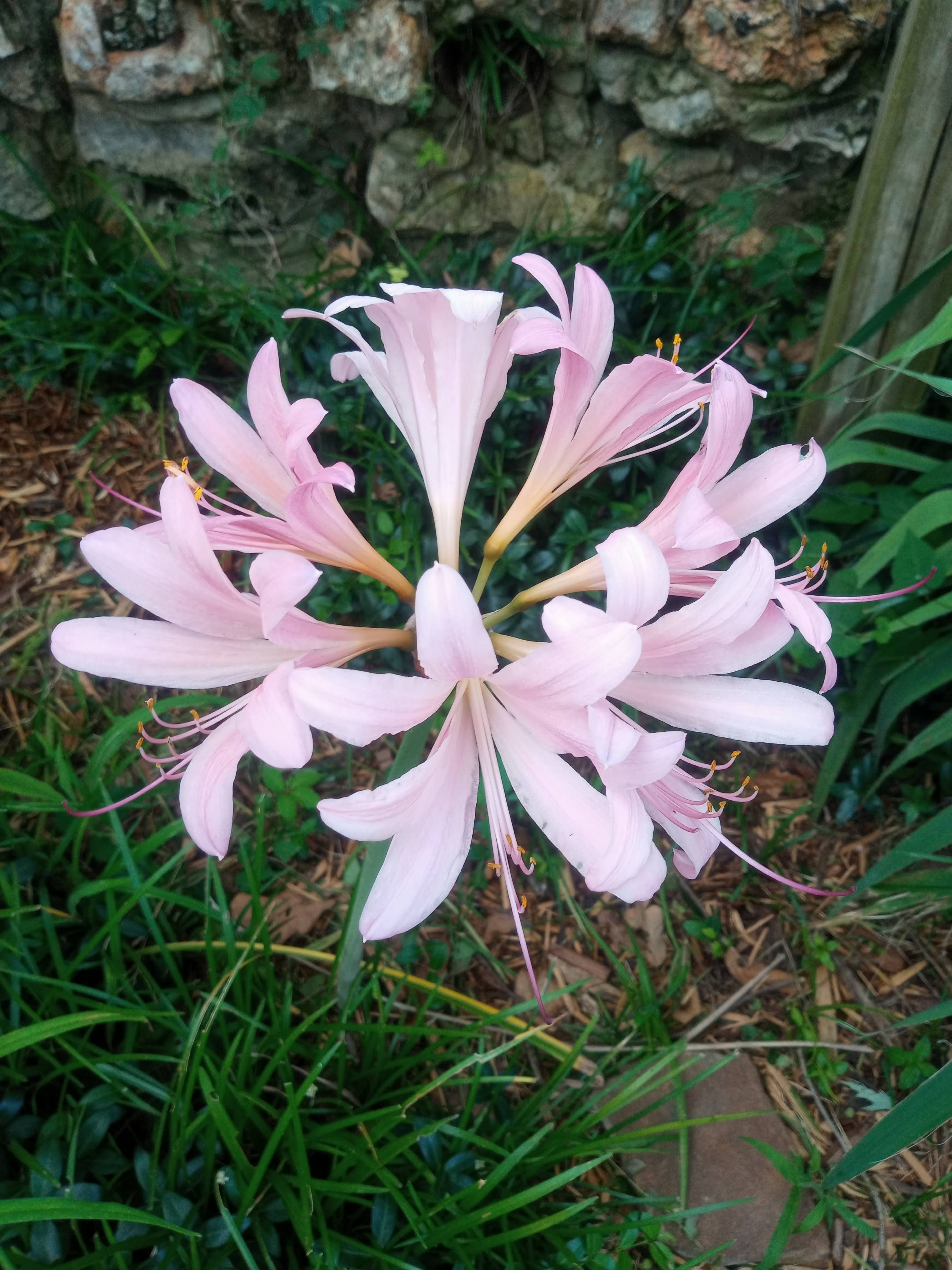 Yard and Garden Secrets: Amaryllis Belladonna Naked Ladies, Surprise ...
