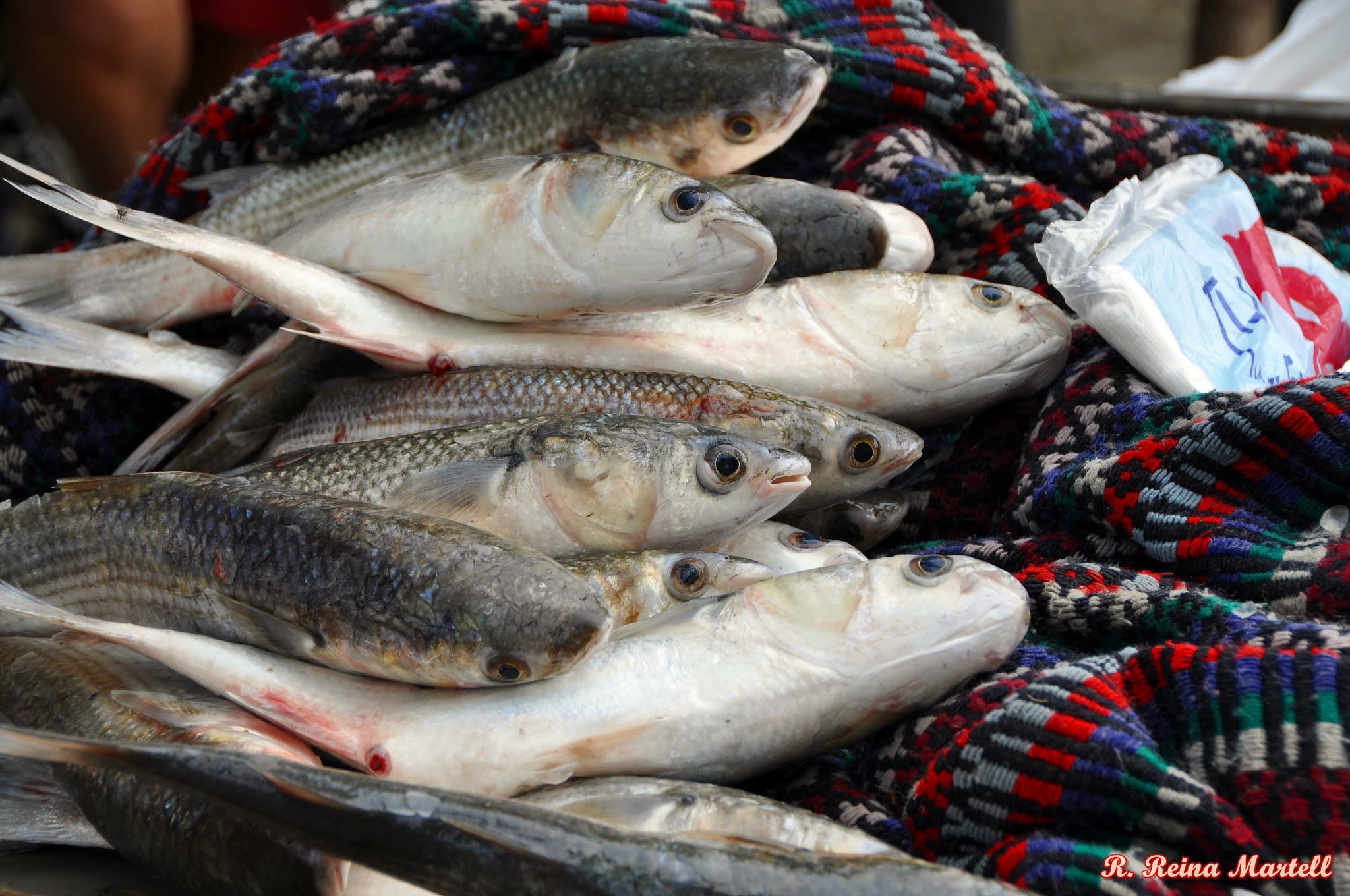 COCINA ANDALUZA: Albures en Adobo de Coria del Río