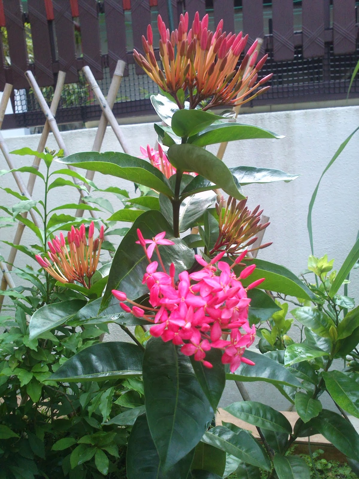 Melawati Urban Farm: Bunga Jarum / IXORA PINK / Ixora Coccinea