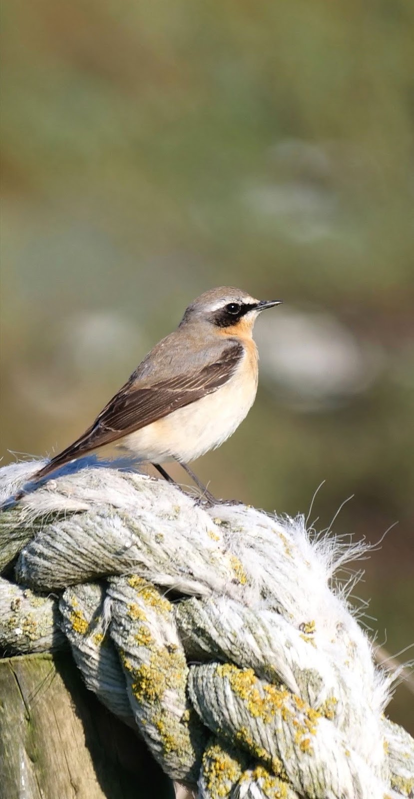 AL ORTONS BIRDING BLOG: CHESHIRE AND WIRRAL BIRD NEWS