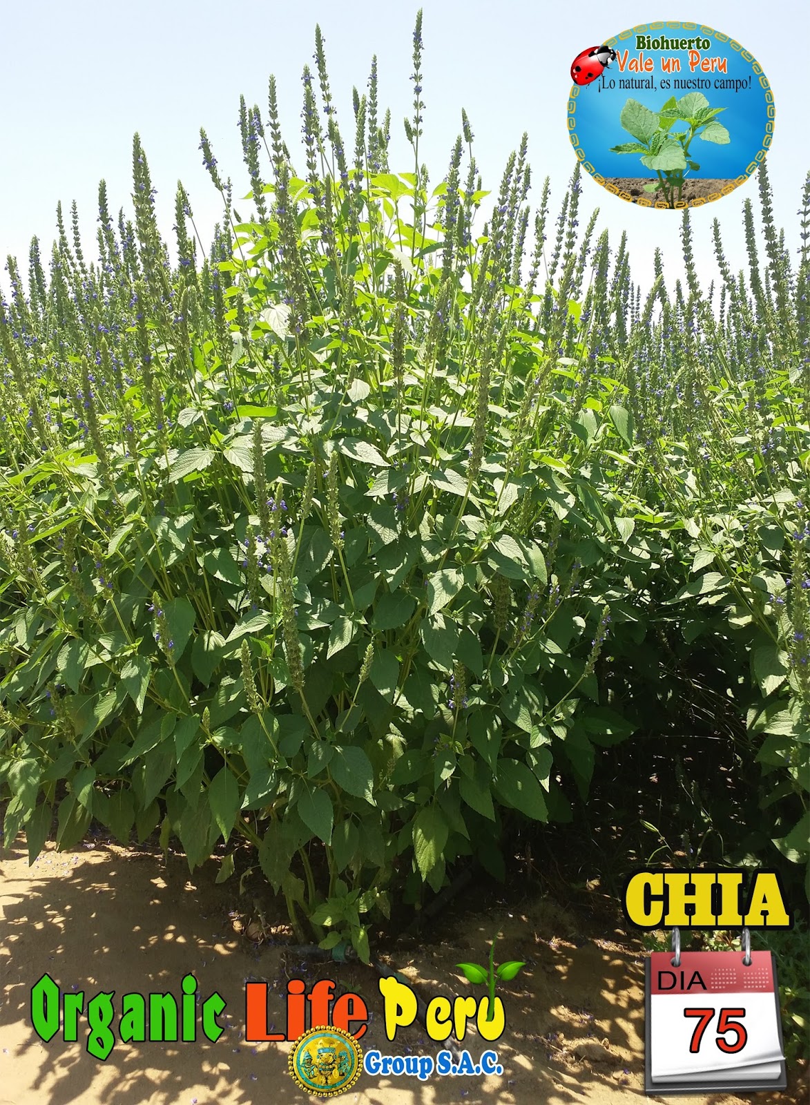Organic Life Perú: Fases Fenológicas de la Chia - ORGANIC LP