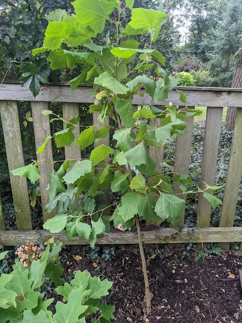 Three London Plane Tree 'Bloodgood' Trees Planted - Pleaching Planned ...