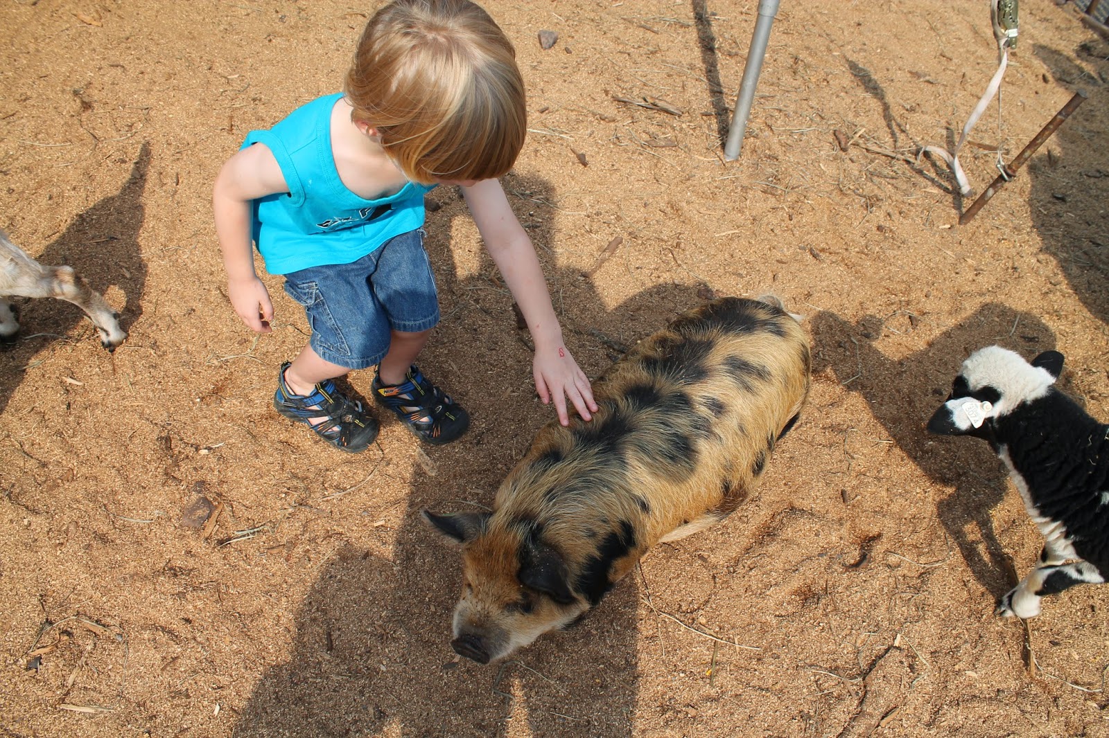 A Life of Organized Chaos: It's Fair time