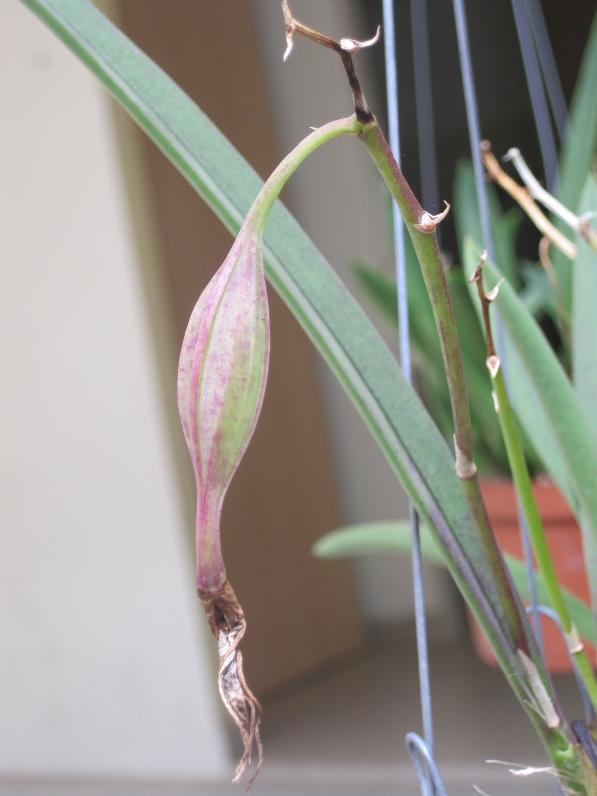 Our Class Blog 3A (2010) - 4A (2011): Endeavour's First Orchid Seed Pod