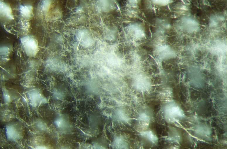 The Mycelium Connection: The Many Uses of Myrothecium verrucaria