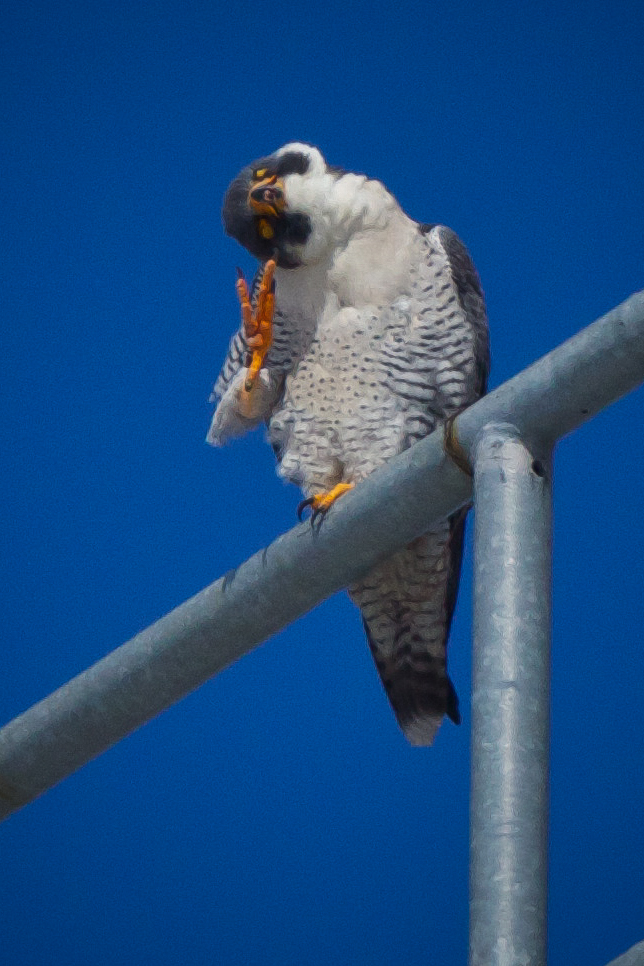 Feather Tailed Stories: Peregrine Falcon (revisited)