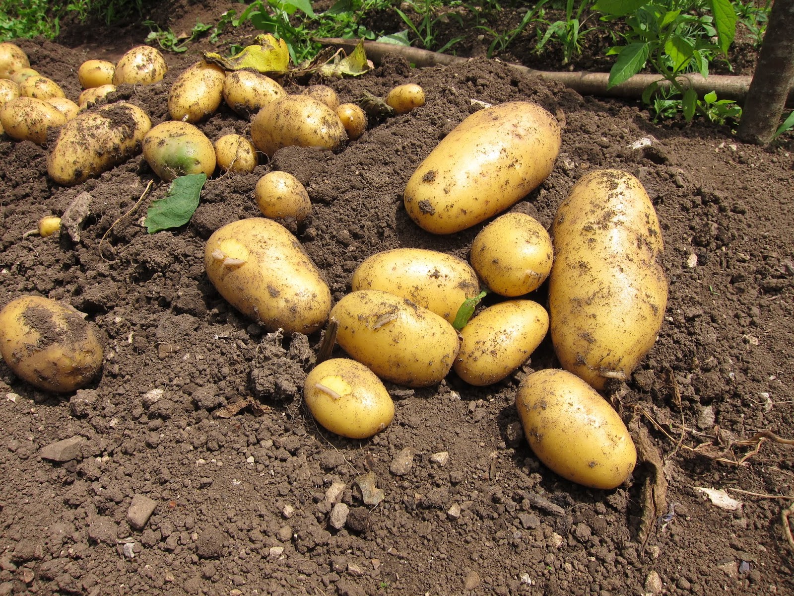 Cencov blog: Krompir