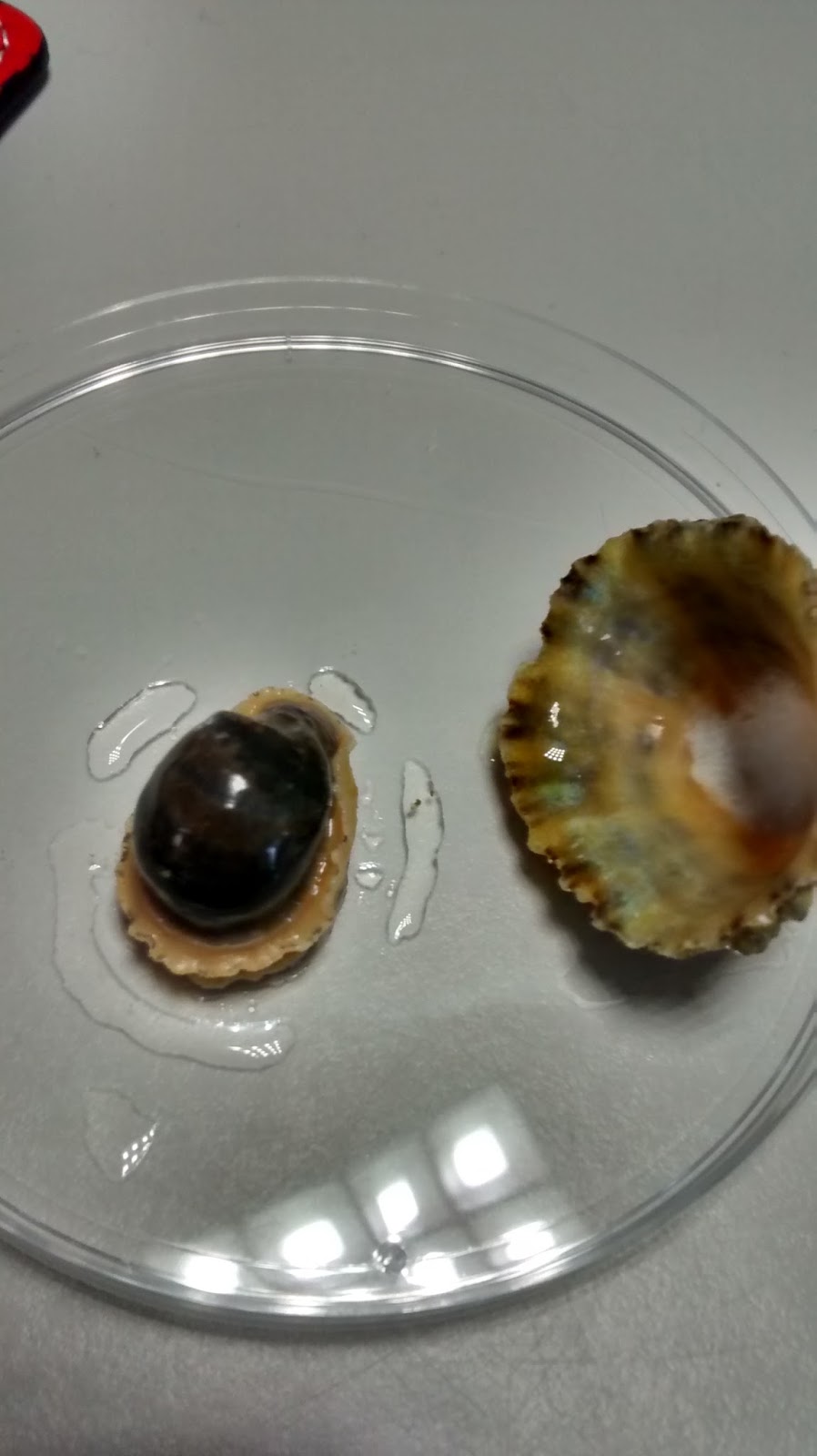 Sweat and Saltwater: Limpet Radula and Feeding Mechanisms plus ...