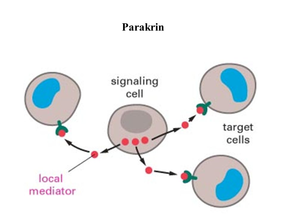 Komunikasi antar sel