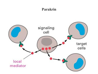 Komunikasi antar sel