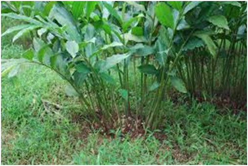 Kapol Laga Untuk Kesehatan Dan Untuk Pengobatan - SERIBU MANFAAT