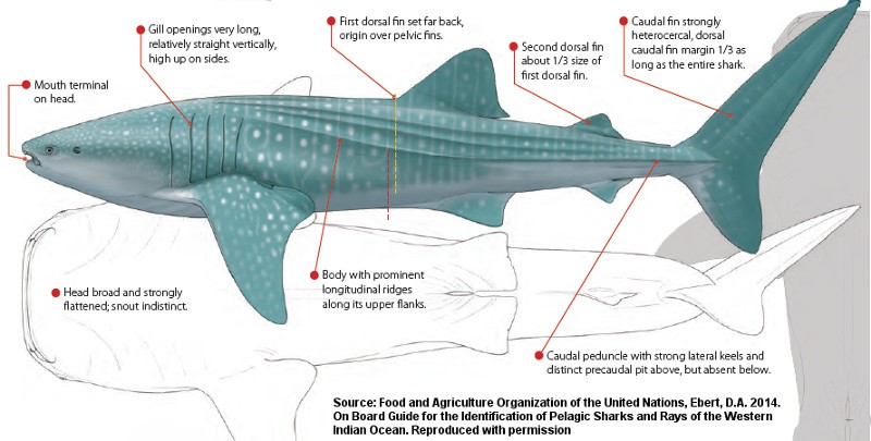 Mei 2020 ~ Marine Conservation Club (MCC)