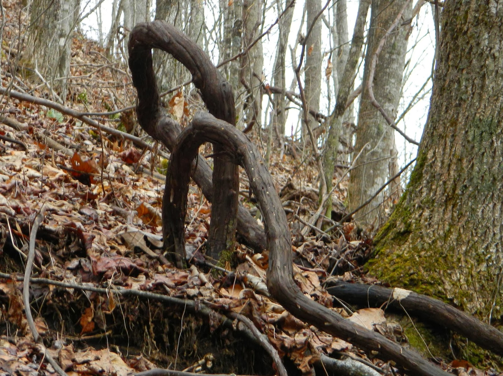 Lise's Log Cabin Life: Forest Sculptures