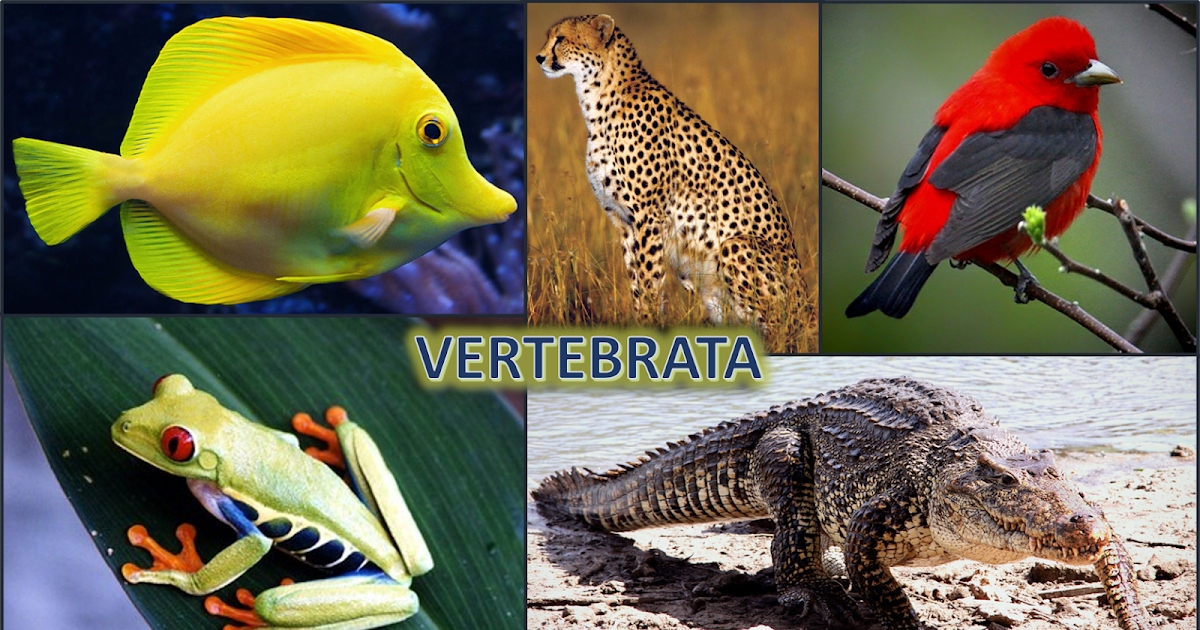 Vertebrata