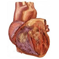 Reduced Exertion High Intensity Training - A Minimalist 2x20s HIIT ...