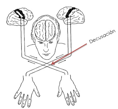 Blog Examen Final Neurociencias: Lateralización, lenguaje y cerebro ...