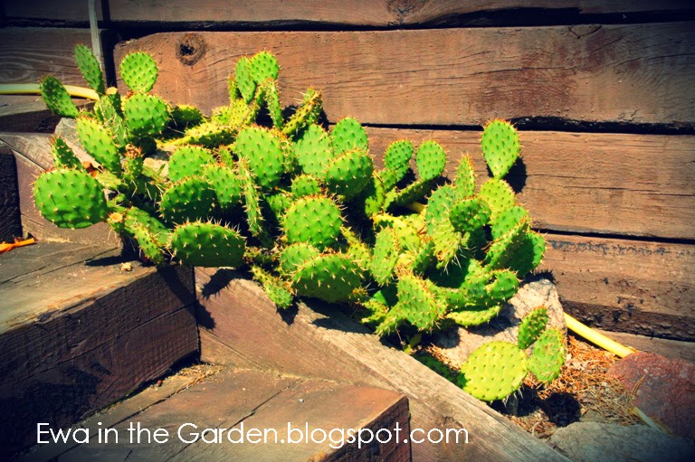 Ewa in the Garden: 8 photos of impossible cactus gardening outdoor in ...