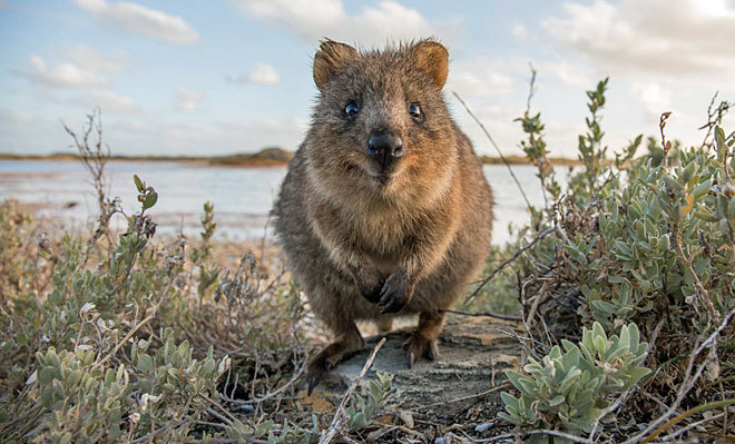 ANIMALS TIME : Cute Quokka time (hora del quokka tierno) Gallery 4