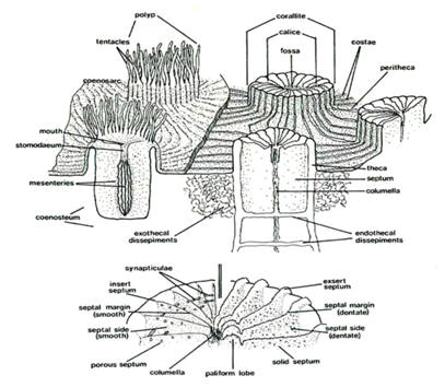 Deskripsi tentang Terumbu karang | Science Media