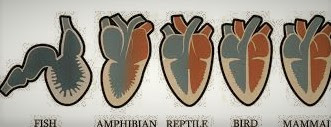 Evolution of the Human Heart // Frog Hearts (Amphibian heart) //Fish ...