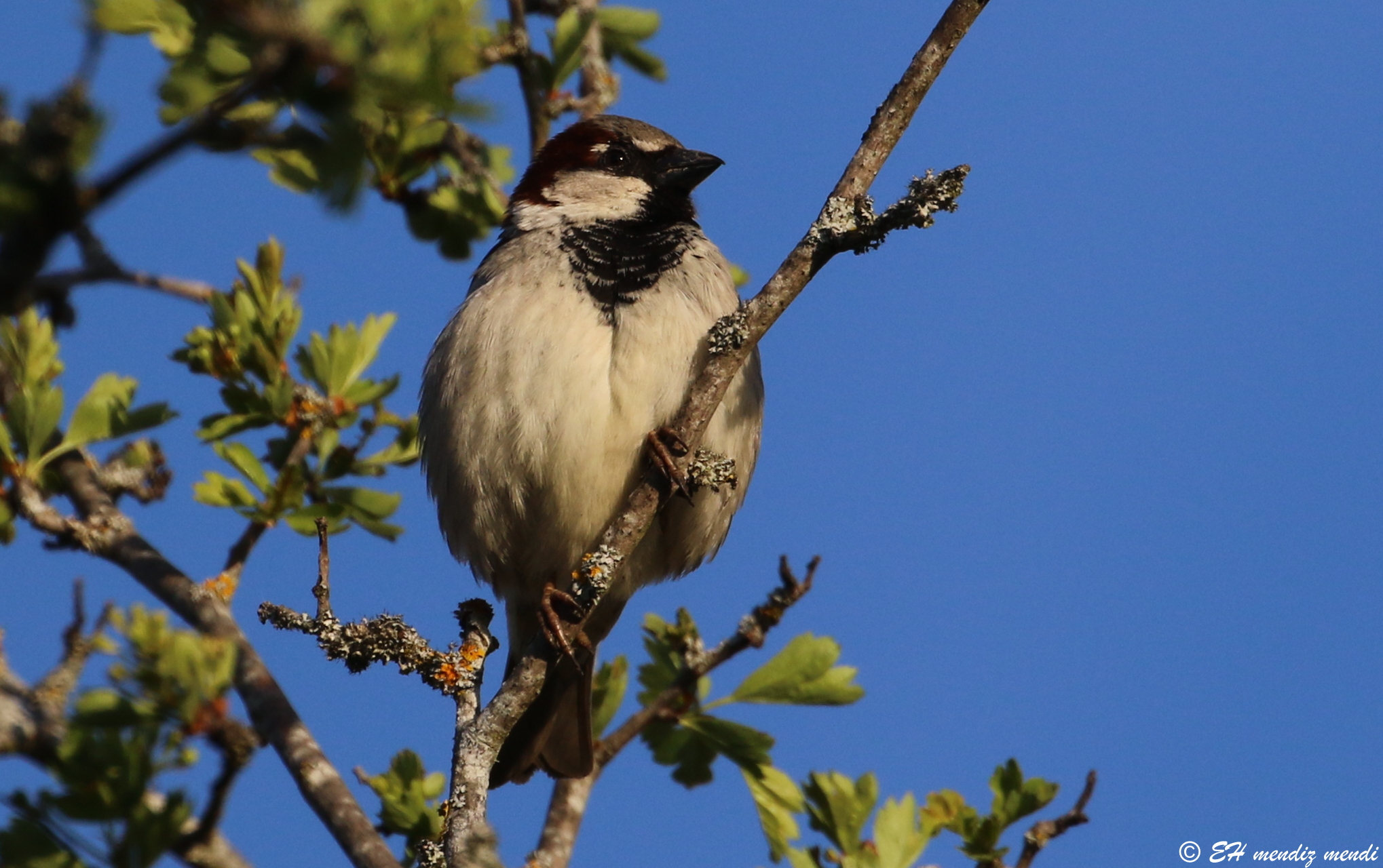 Euskal Herria mendiz mendi: AUMATEGI (1192M), MUGARRILUZE (1111M) ELGEA ...