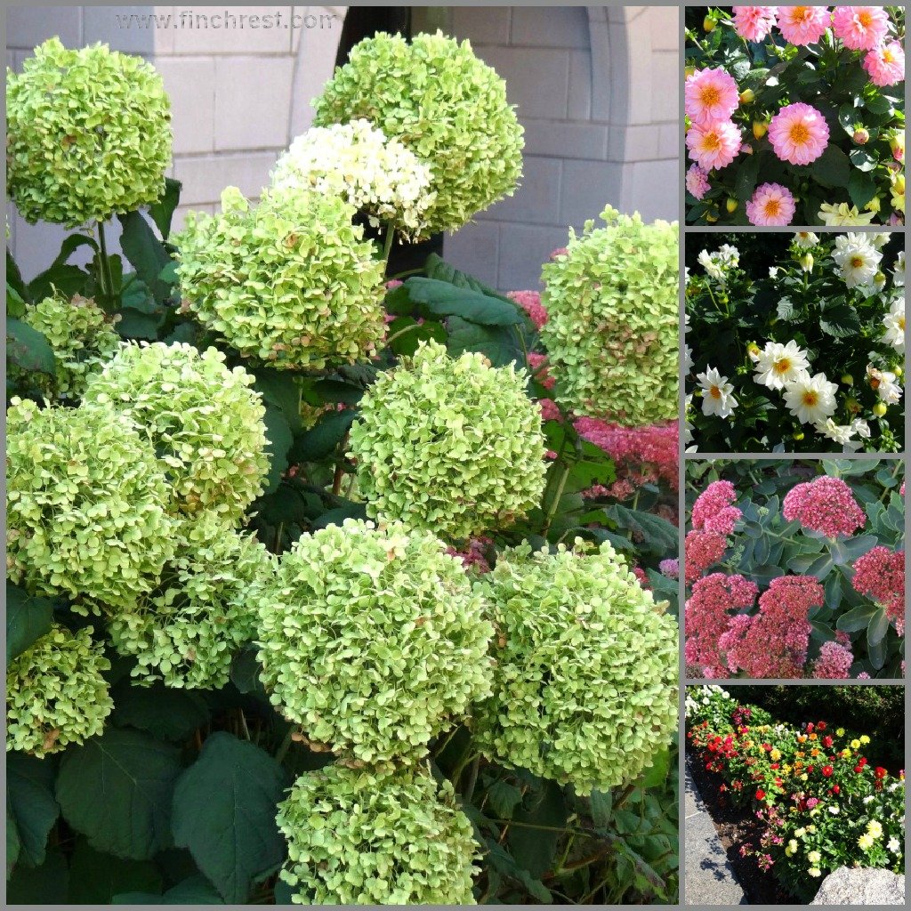 The Nest at Finch Rest: Beautiful Vacation Flora