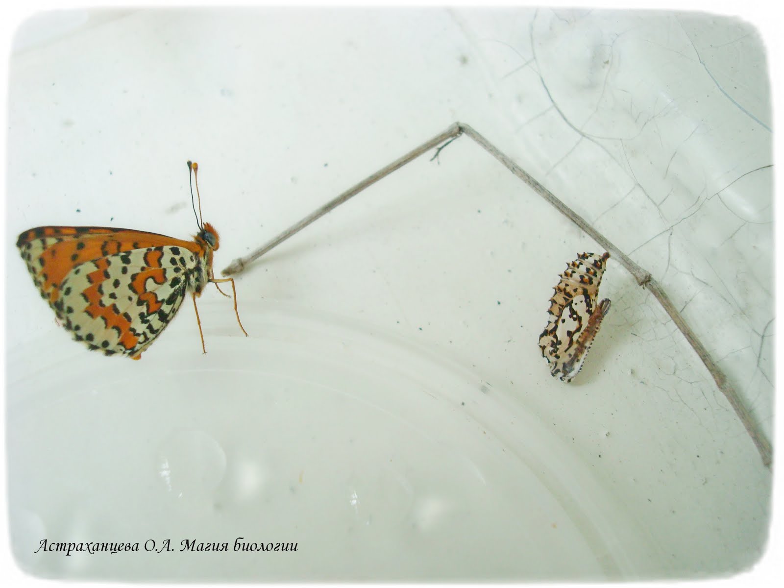 Магия Биологии: ПРО БАБОЧЕК: ШАШЕЧНИЦА ДИДИМА