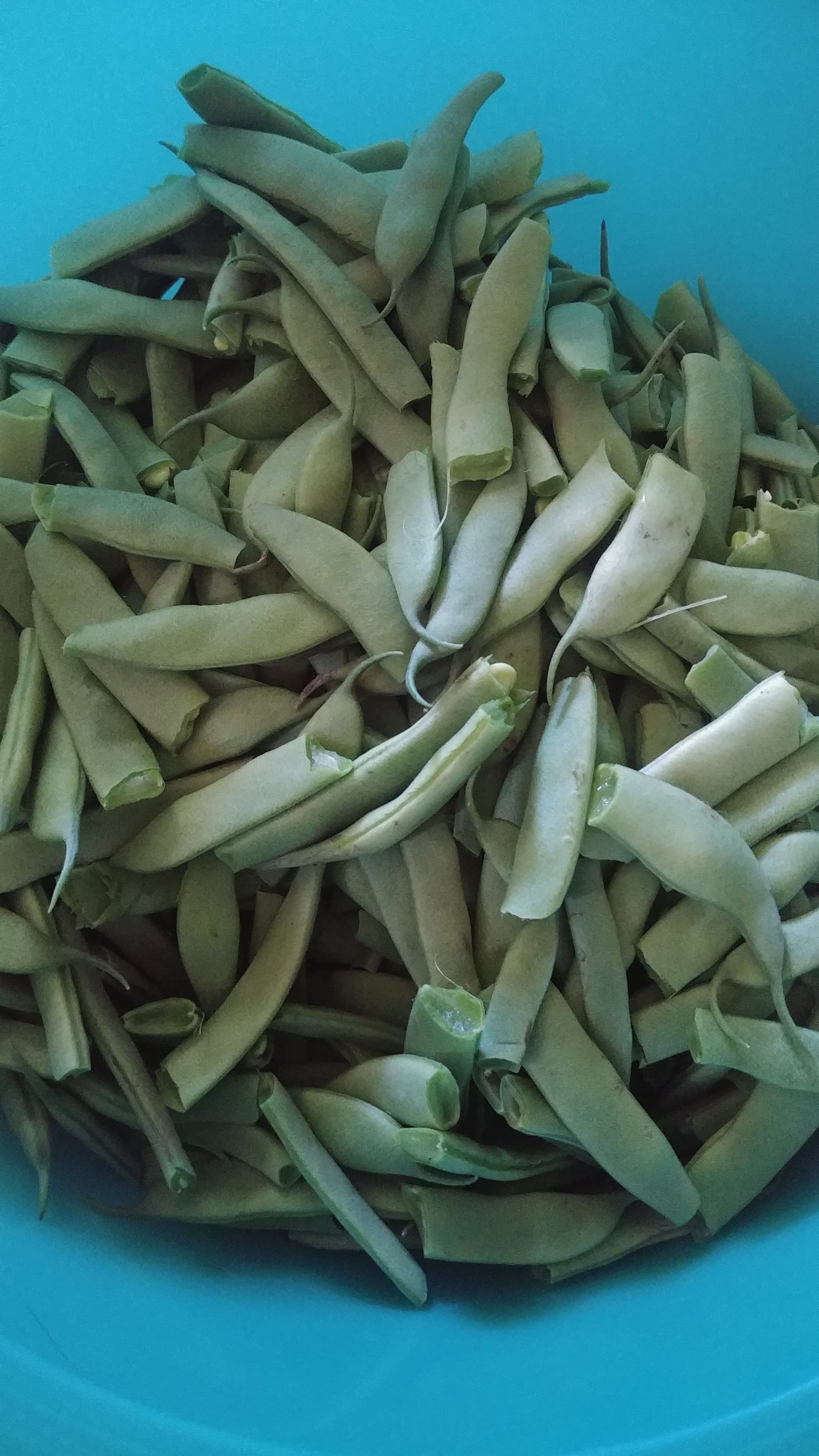 Self-Sufficiency 101: Pressure Canning Green Beans – Living Life in ...