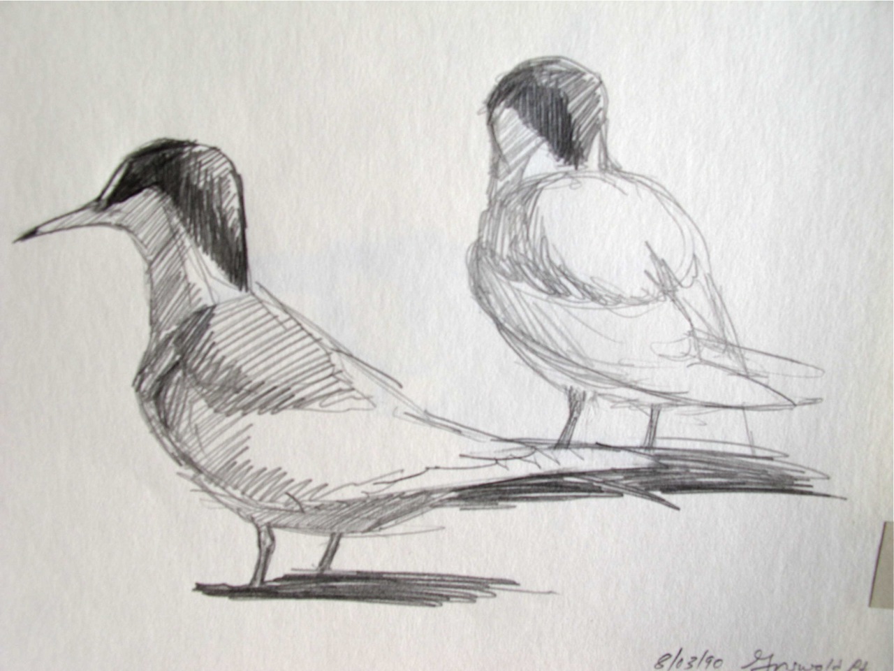 Julie Zickefoose on Blogspot: Boston Area Zick Alert!