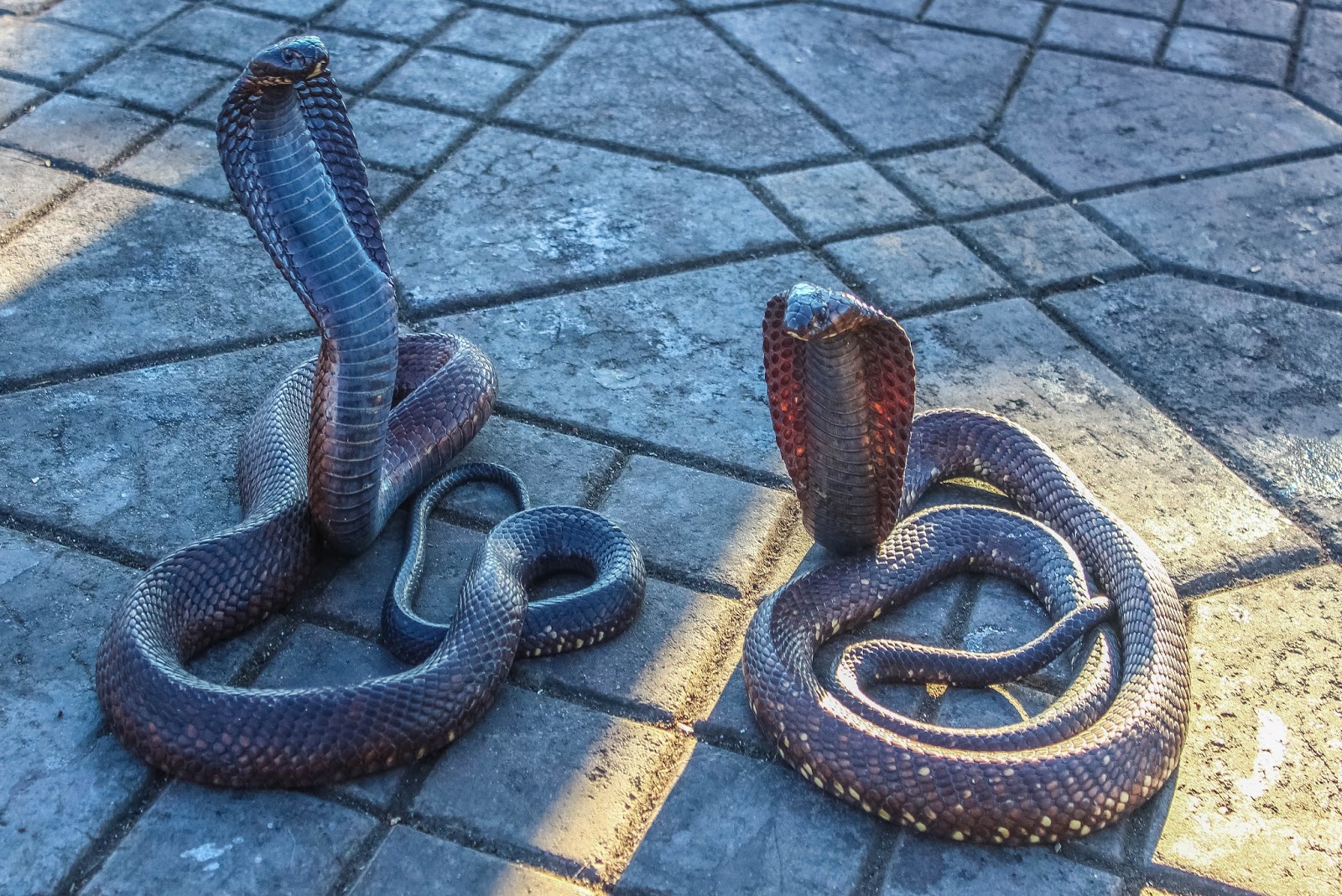Cannundrums: Snake Charmers of Morocco - Egyptian Cobras and Puff Adders