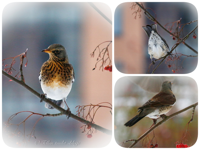 Joulukuun lintukuvat 2