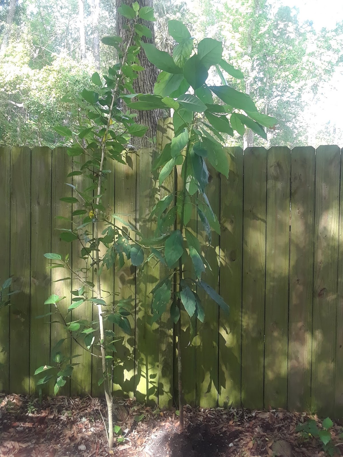 Make Your Own Backyard Compost Bin