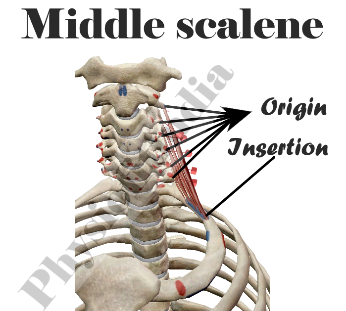 Scalene Muscle origin ,Insertion,Innervation , Action,blood supply