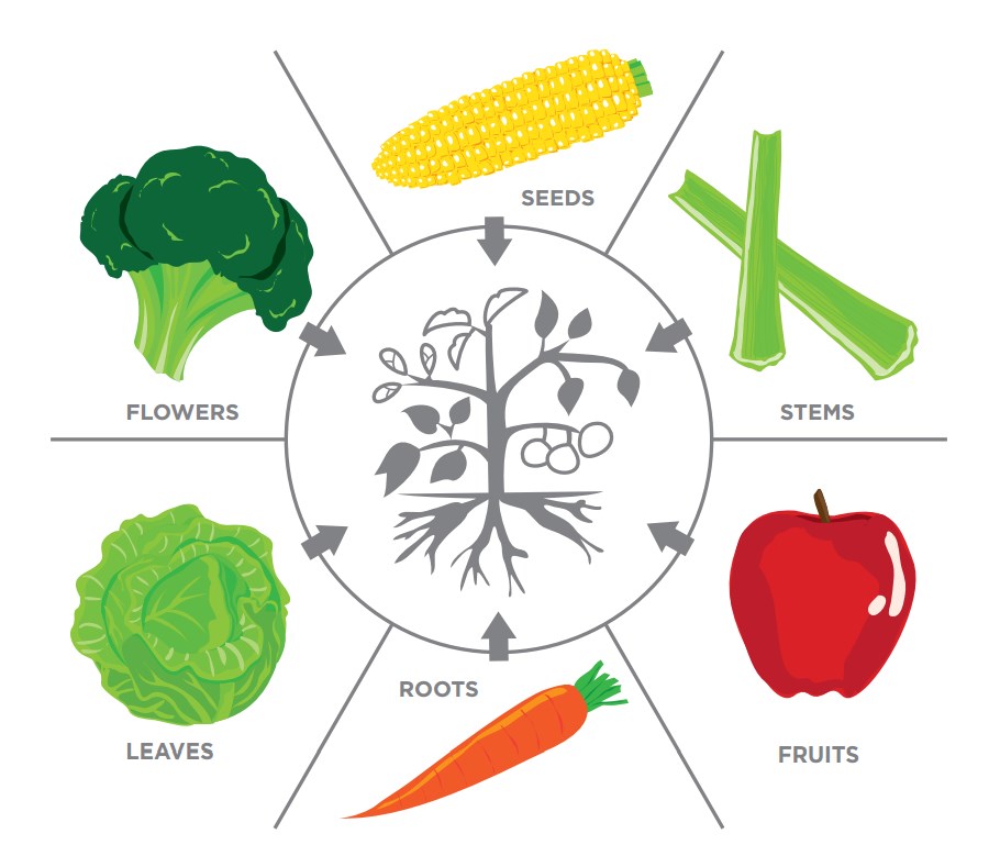 You Learn Something Everyday 1 Natural Science Plants That We Eat You Learn Something Everyday 1 Natural Science Plants That We Eat