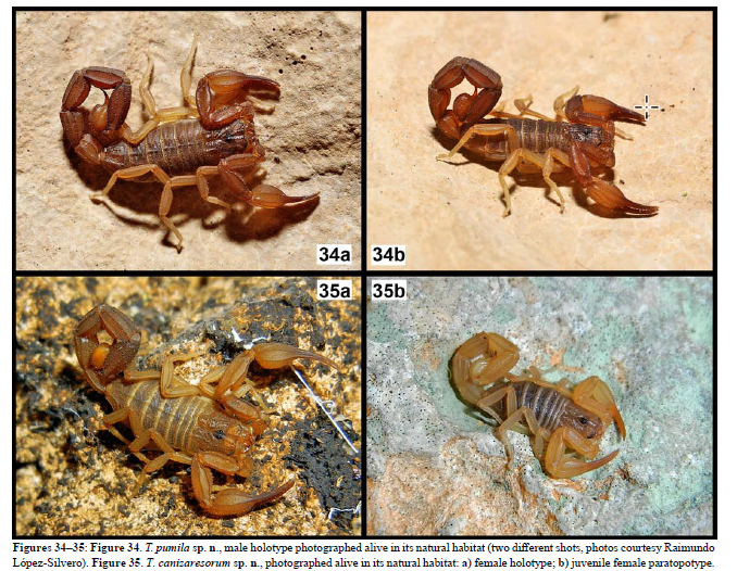 The Scorpion Files Newsblog: Four new species in the endemic Cuban ...