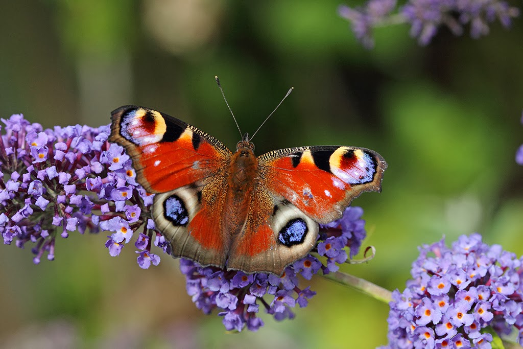 Martin Jump Wildlife Photographer: LOCAL BUTTERFLIES.