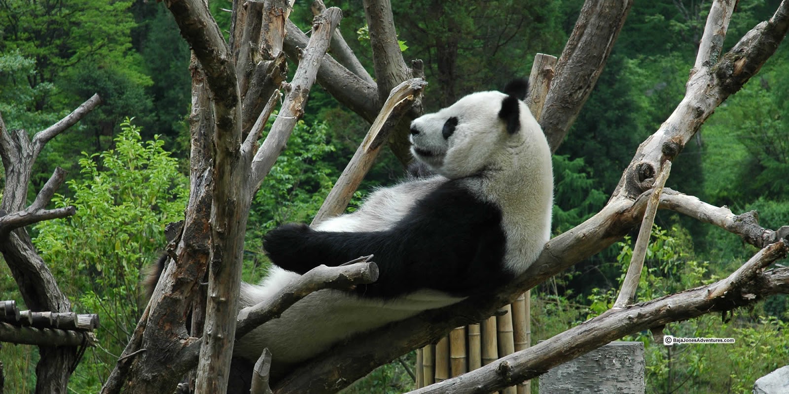 Baja Jones Adventure Travel Blog: In Search of the Giant Wild Panda in ...