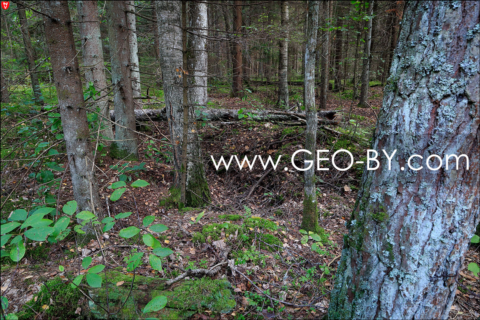 Geo BY: Jerusalem in the forest of Puszcza Nalibocka