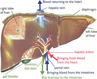 Fully understand the Organ Liver / Heart