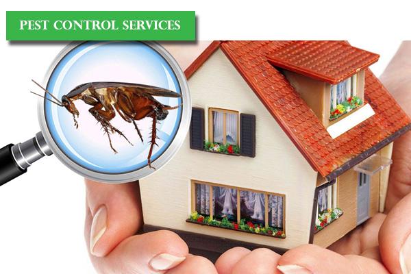 Hire An Hour: Prevent insect pests with Hire an Hour cleaning services ...