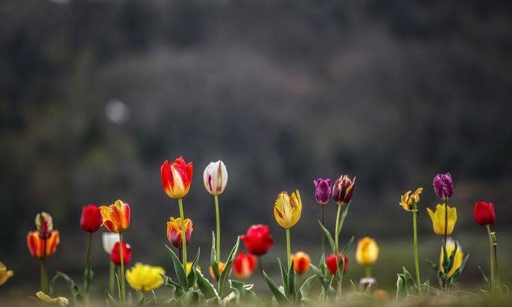 Koleksi Bunga Untuk Header Blog Dan Facebook - Relaks Minda