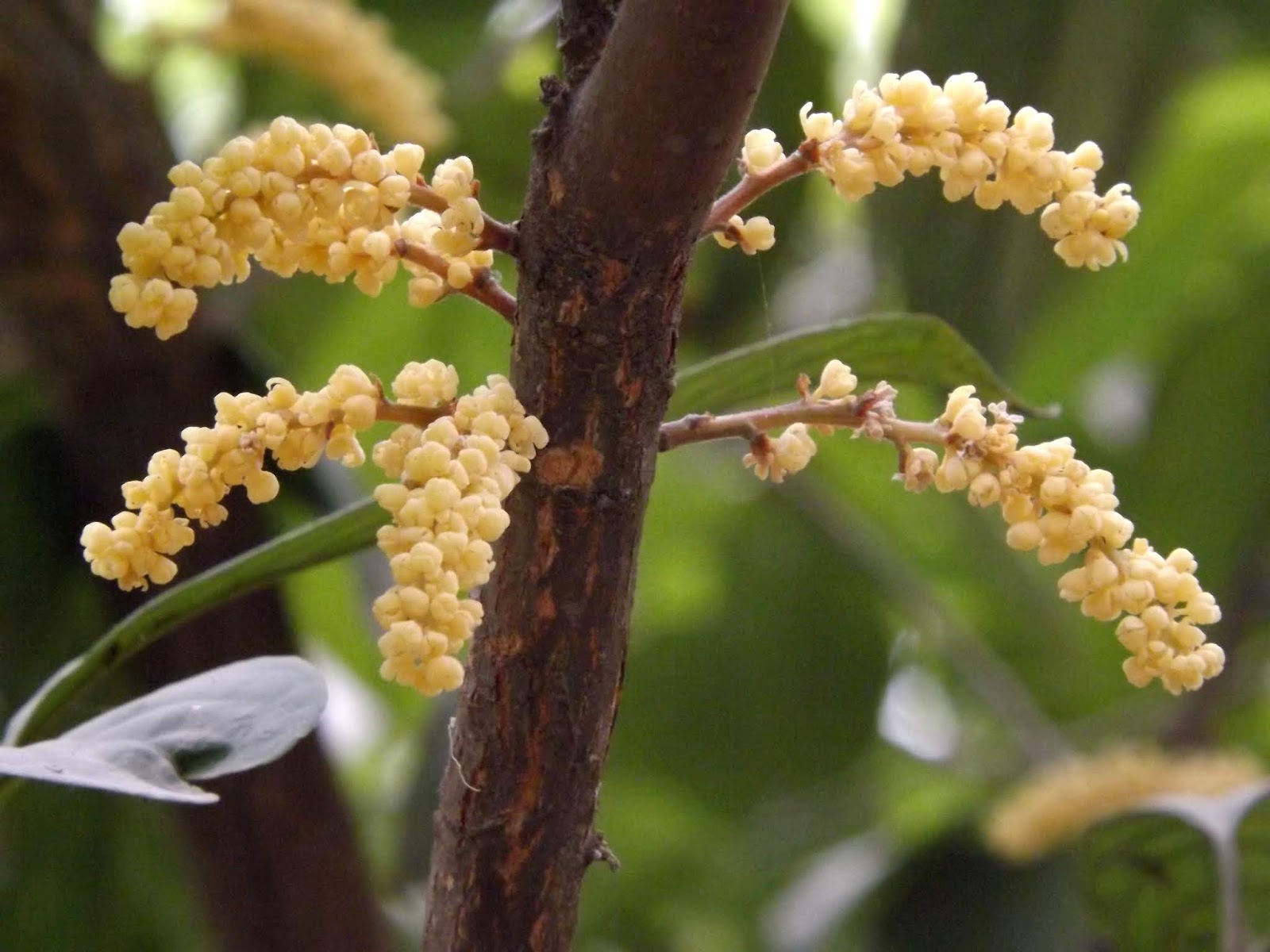 Lotkon or Burmese grape, Baccaurea ramiflora