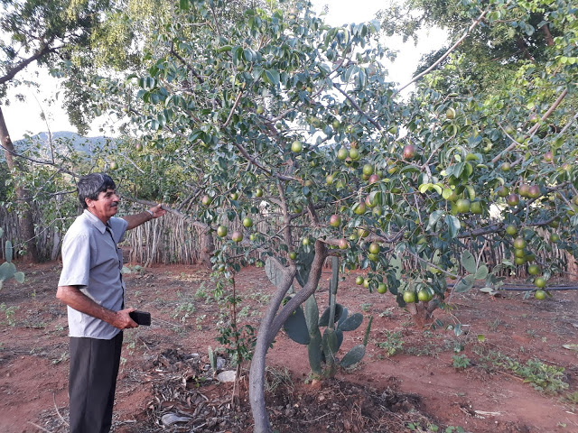 TV LATINHA: Umbu, árvore sagrada do sertão, é destaque no Rural Produtivo