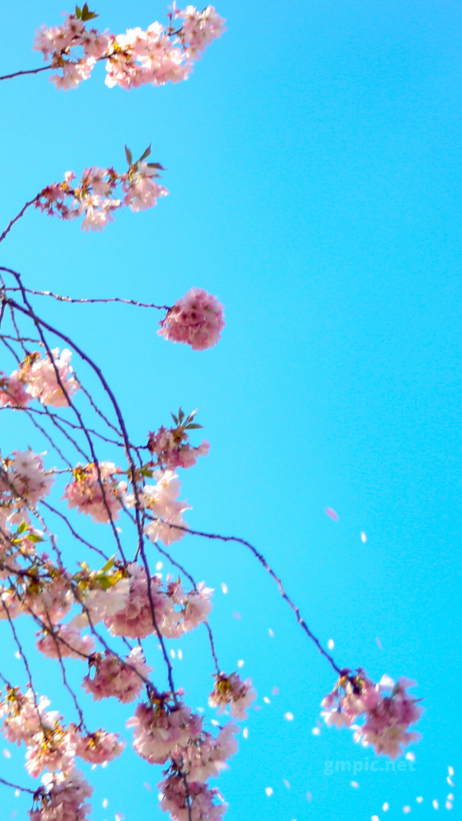 [50+] Spring Wallpaper, Spring iPhone Wallpaper Download #3