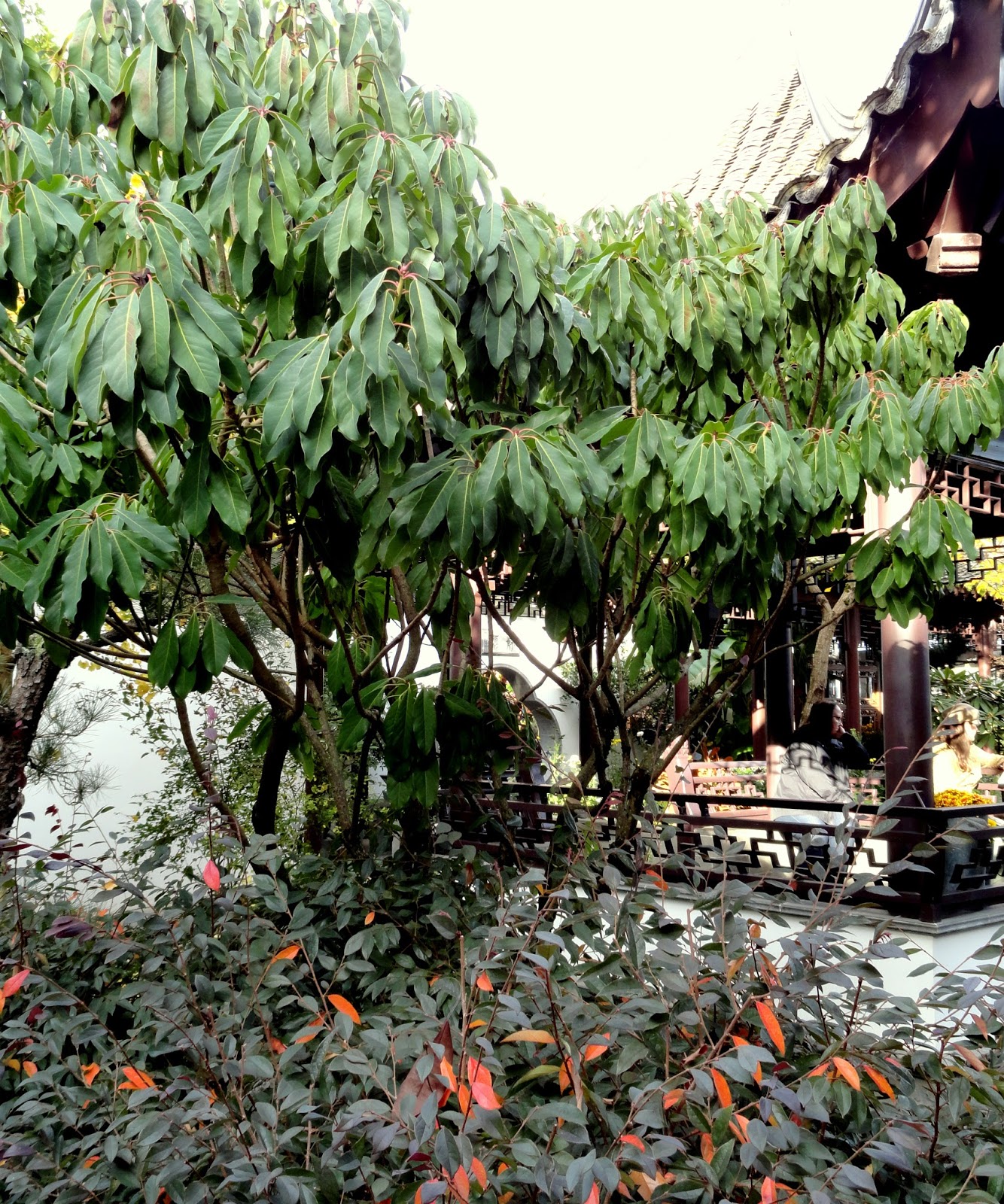 danger garden: Lan Su, in Autumn