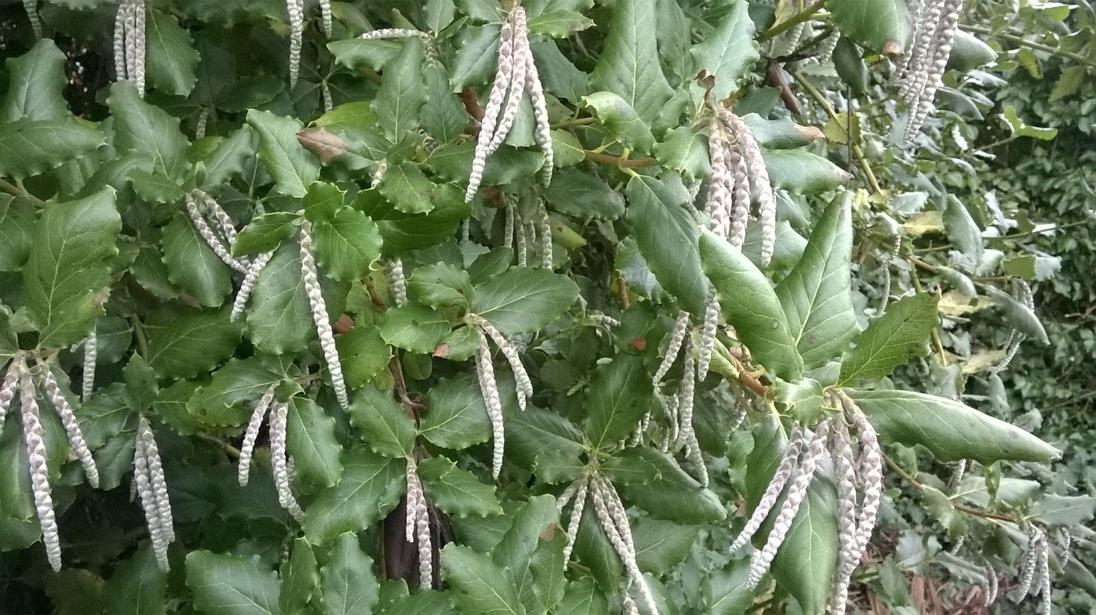 life between the flowers : Garrya elliptica, Silk tassel bush, Silver ...