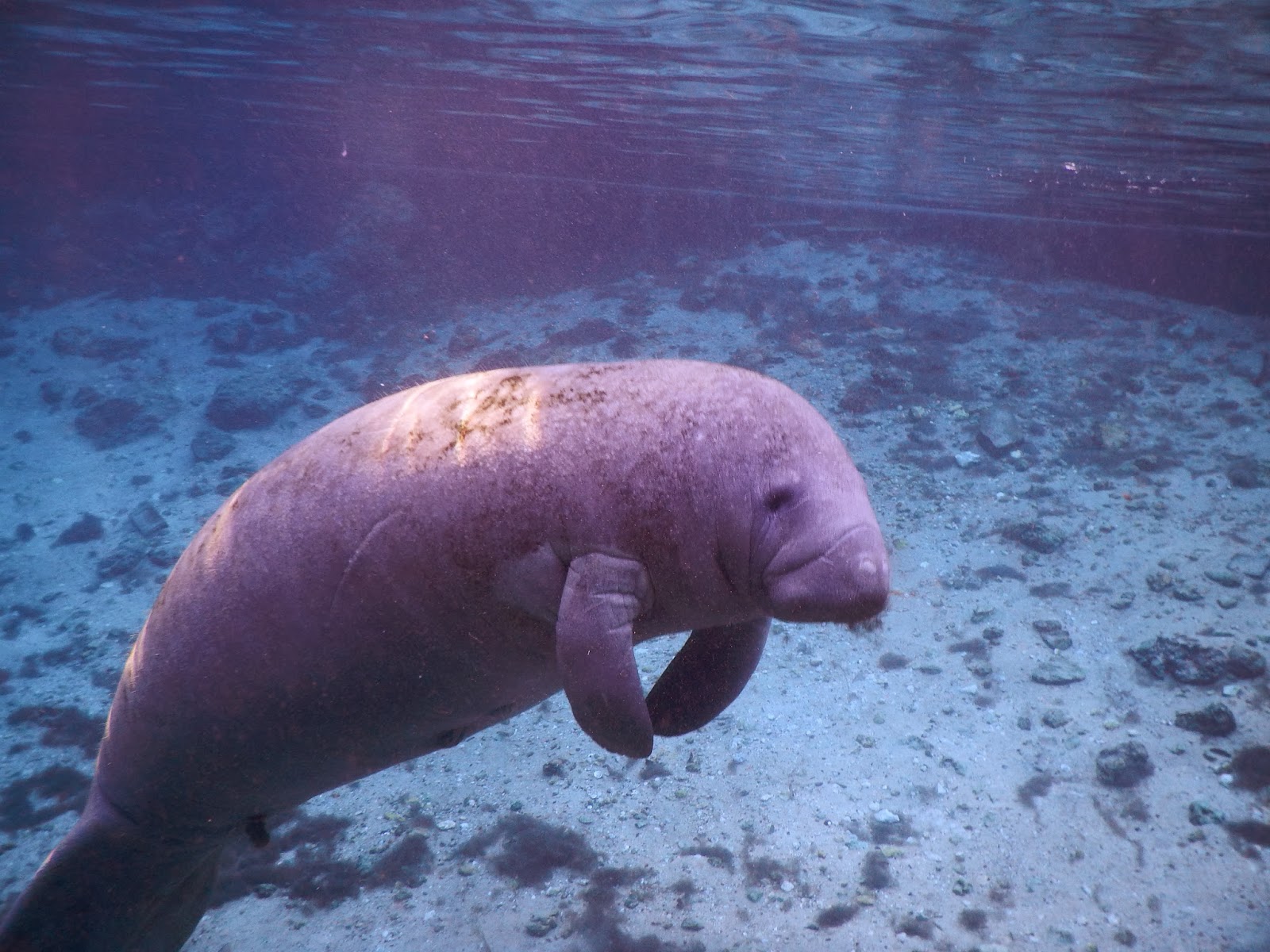 Manatees ~ Nomadic Nonsense